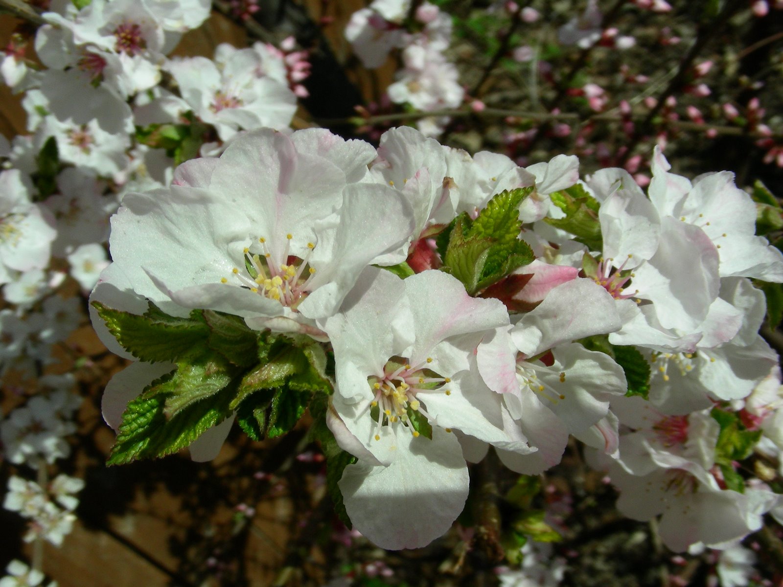 My Iowa Garden: Nanking Cherry Blossoms