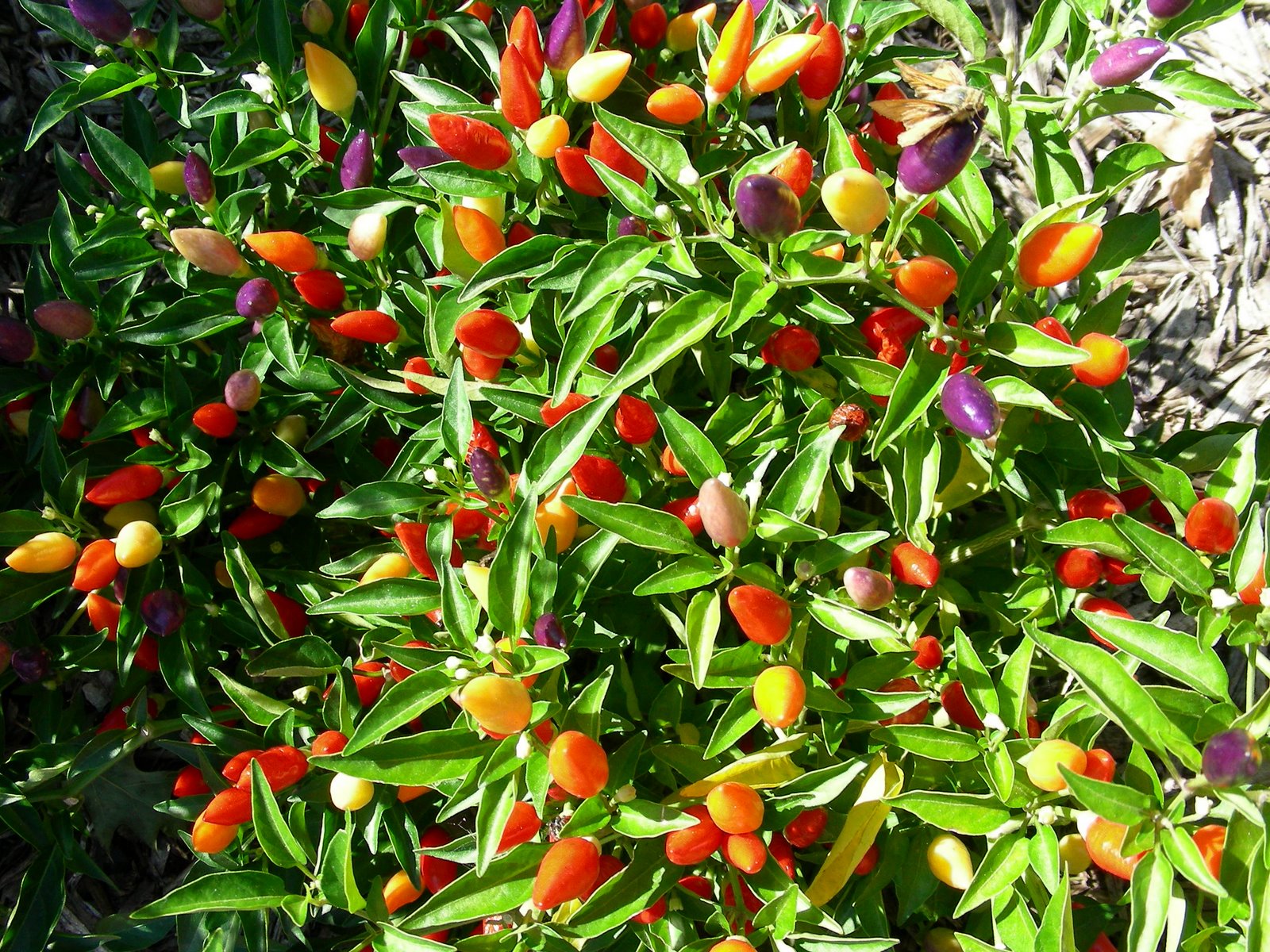 My Iowa Garden: Ornamental Peppers