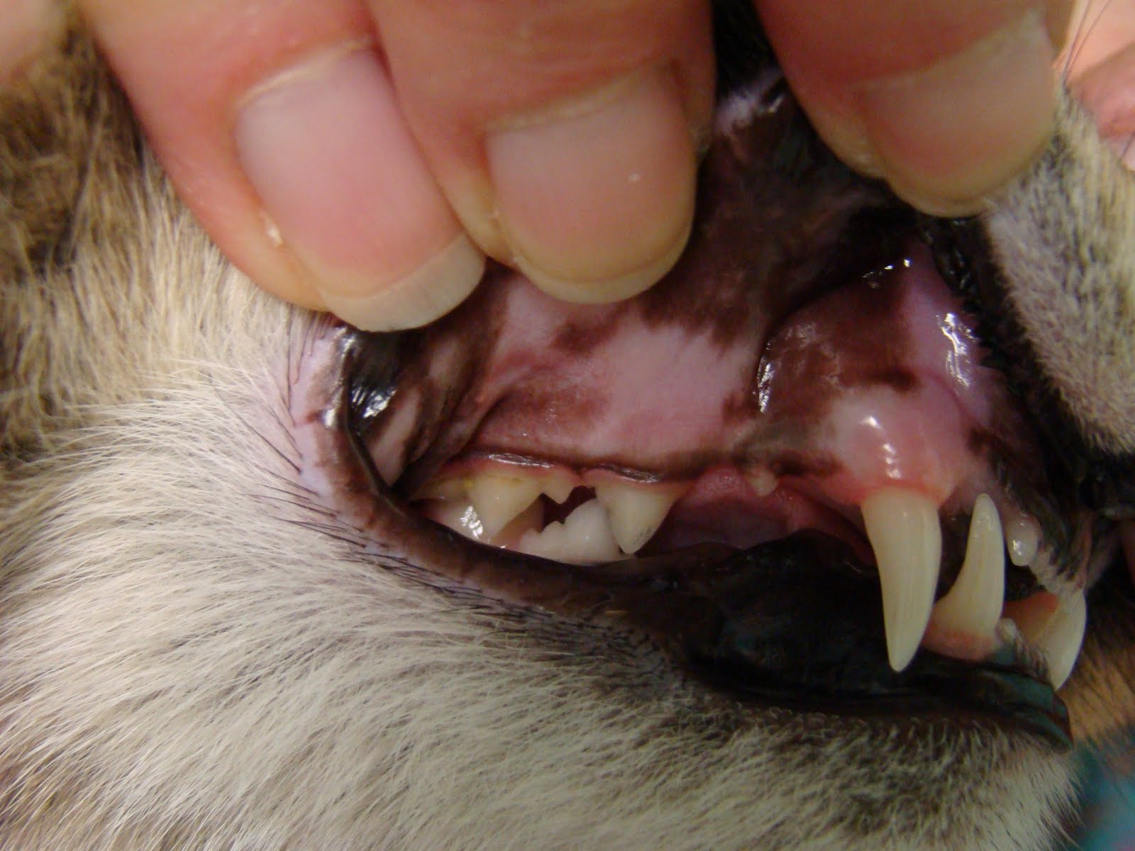 The Cat Practice, Birmingham Michigan: Monthly Profile: Emma's ...