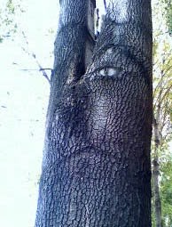 EL BLOG DE ERREPEGE: Tecata