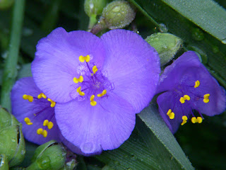 Enthusiastic Noise: Blue Flowers with Morning Dew