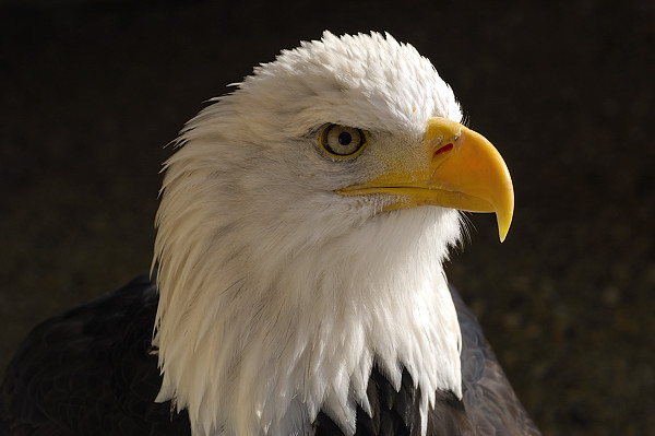 its me Viswa Kshetra mass'n'class: Different birds have differnt kinds ...