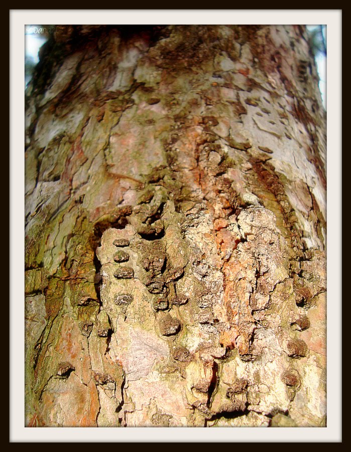 Dana Does Digital: April 2010