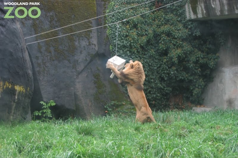 Animal enrichment enriching for families too