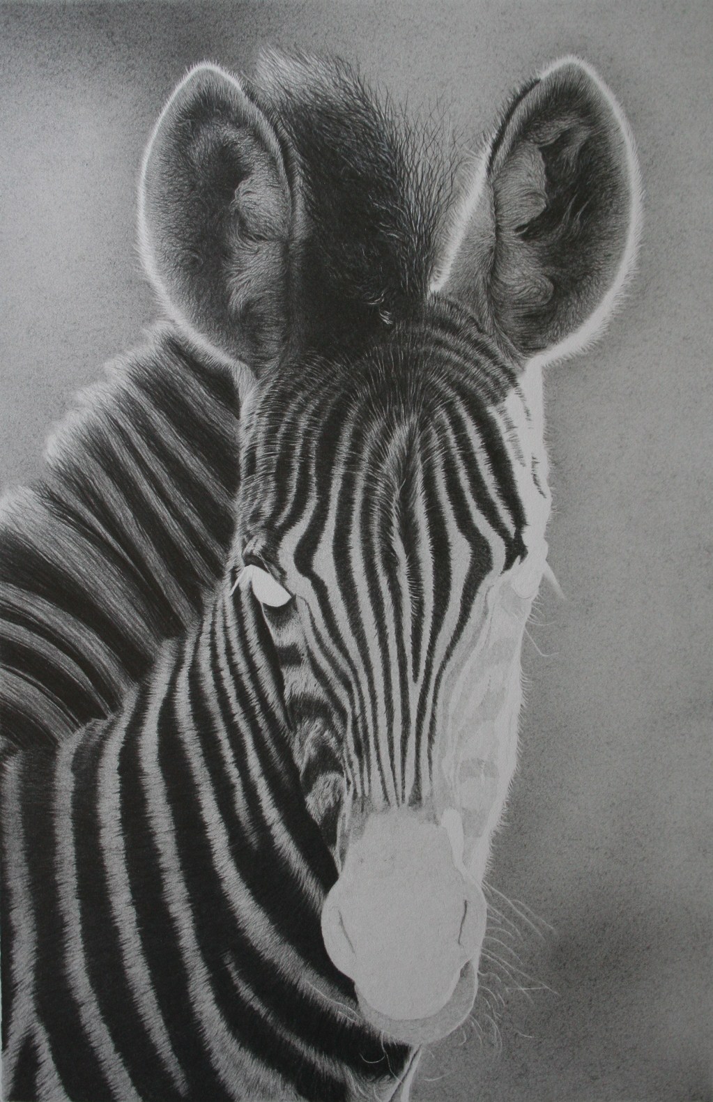 Clive Meredith Wildlife Art: Zebra foal drawing mkII