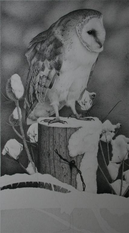 Clive Meredith Wildlife Art: working on wood textures-barn Owl drawing