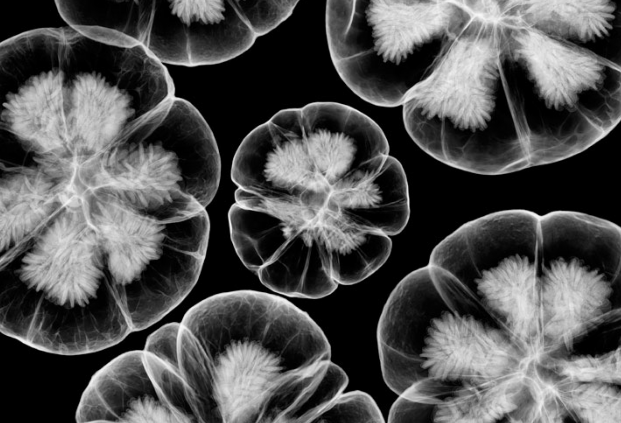 Ultimate Examples of X-Ray Photography by Nick Veasey | ~Spicx~