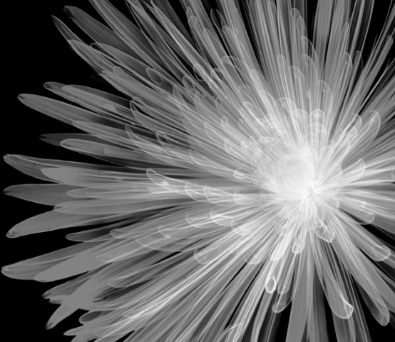 Ultimate Examples of X-Ray Photography by Nick Veasey | ~Spicx~