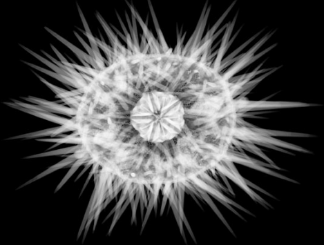 Ultimate Examples of X-Ray Photography by Nick Veasey | ~Spicx~