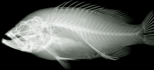 Ultimate Examples of X-Ray Photography by Nick Veasey | ~Spicx~