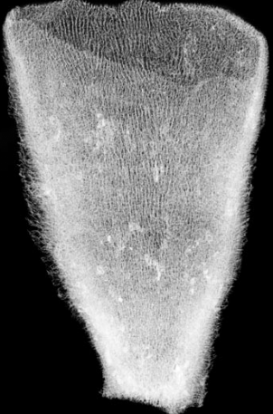 Ultimate Examples of X-Ray Photography by Nick Veasey | ~Spicx~