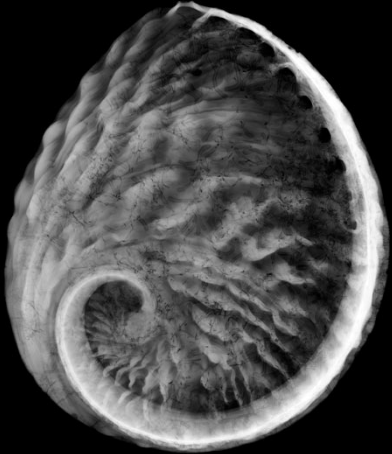 Ultimate Examples of X-Ray Photography by Nick Veasey | ~Spicx~