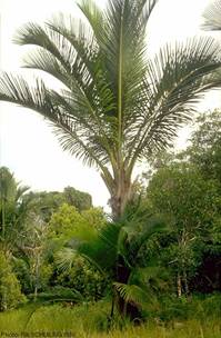 **ノート**: THE SAGO TREE FROM TOP TO TOE