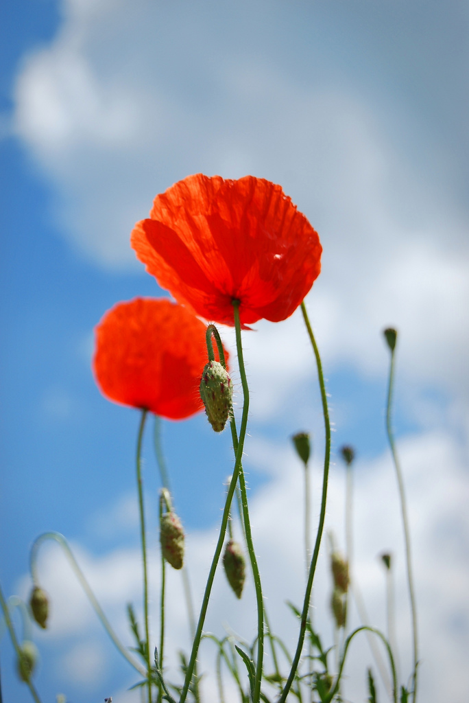 Fabulous coquelicots......