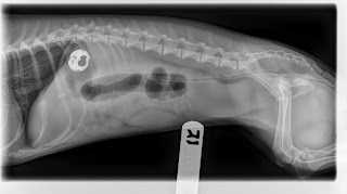 Pennies Cause Zinc Poisoning in Dogs - Veterinary Specialty & Emergency ...