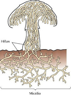 Biologia: Glossário