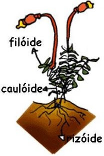 Biologia: Glossário
