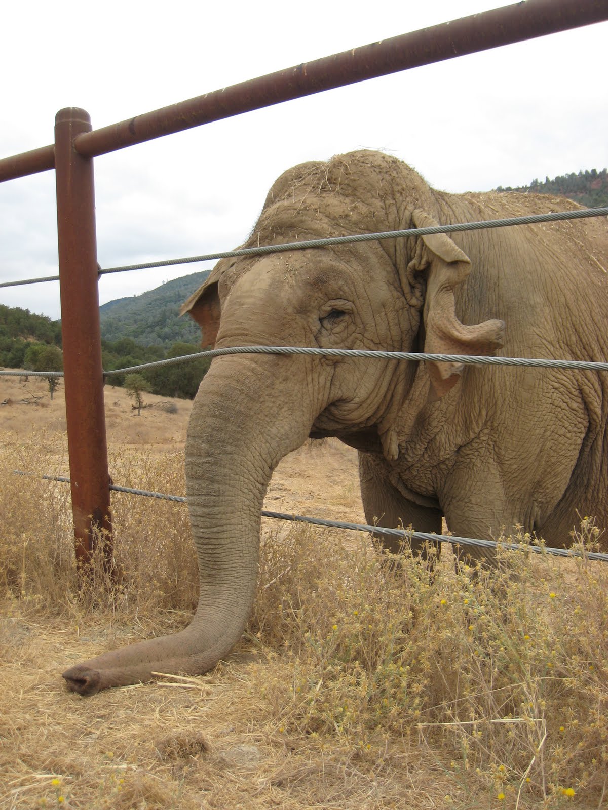 Making a Difference: PAWS - Performing Animal Welfare Society