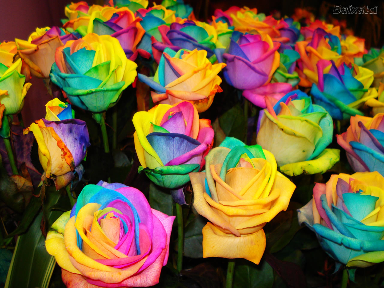 Imágenes de rosas coloridas - Imagui