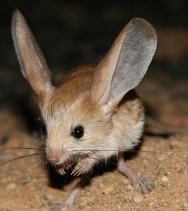 mouse: JTable con Formato