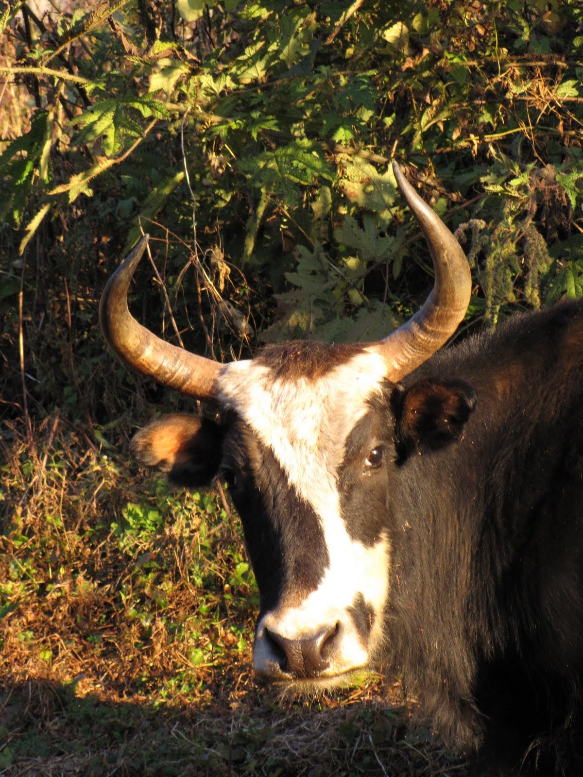 HimalayanMountainLion