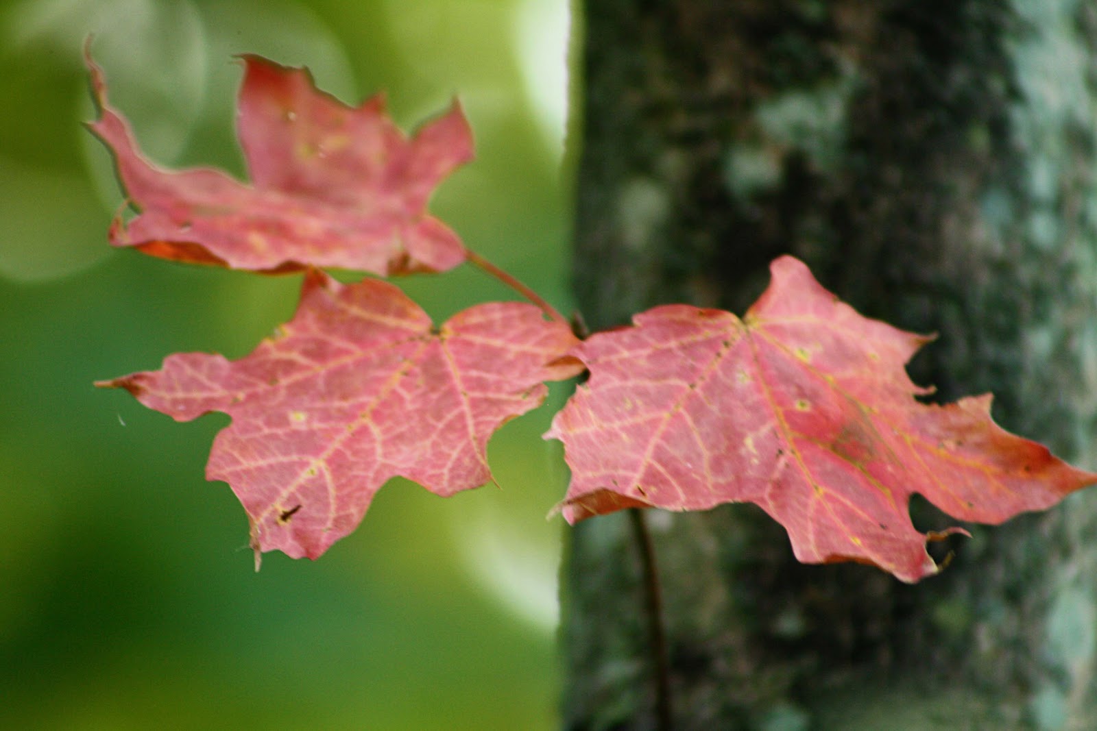 Light For The Next Step