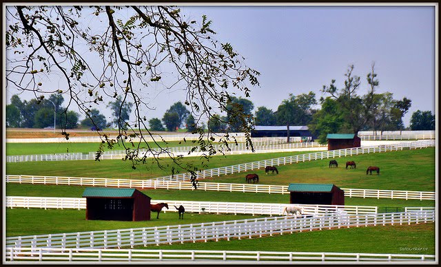 Willow Grove Stables: Lexington