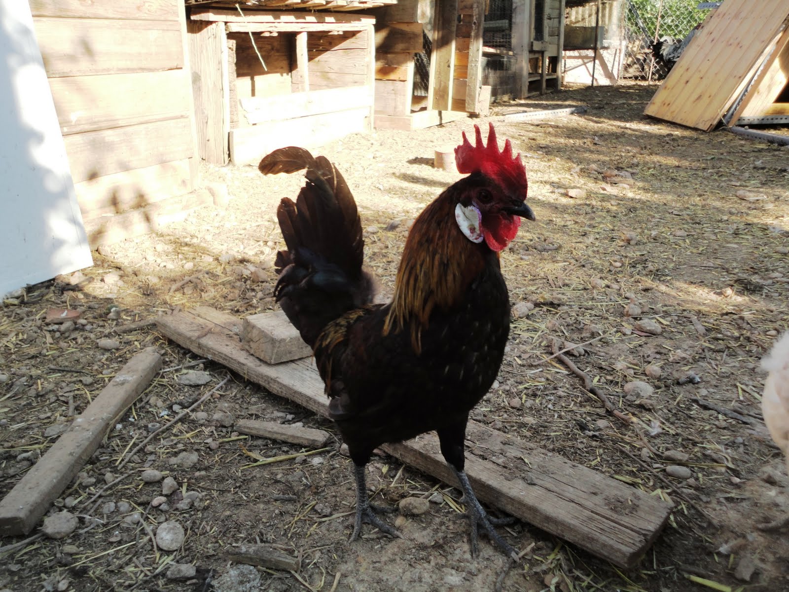 Finca Quercus: Animales que crio