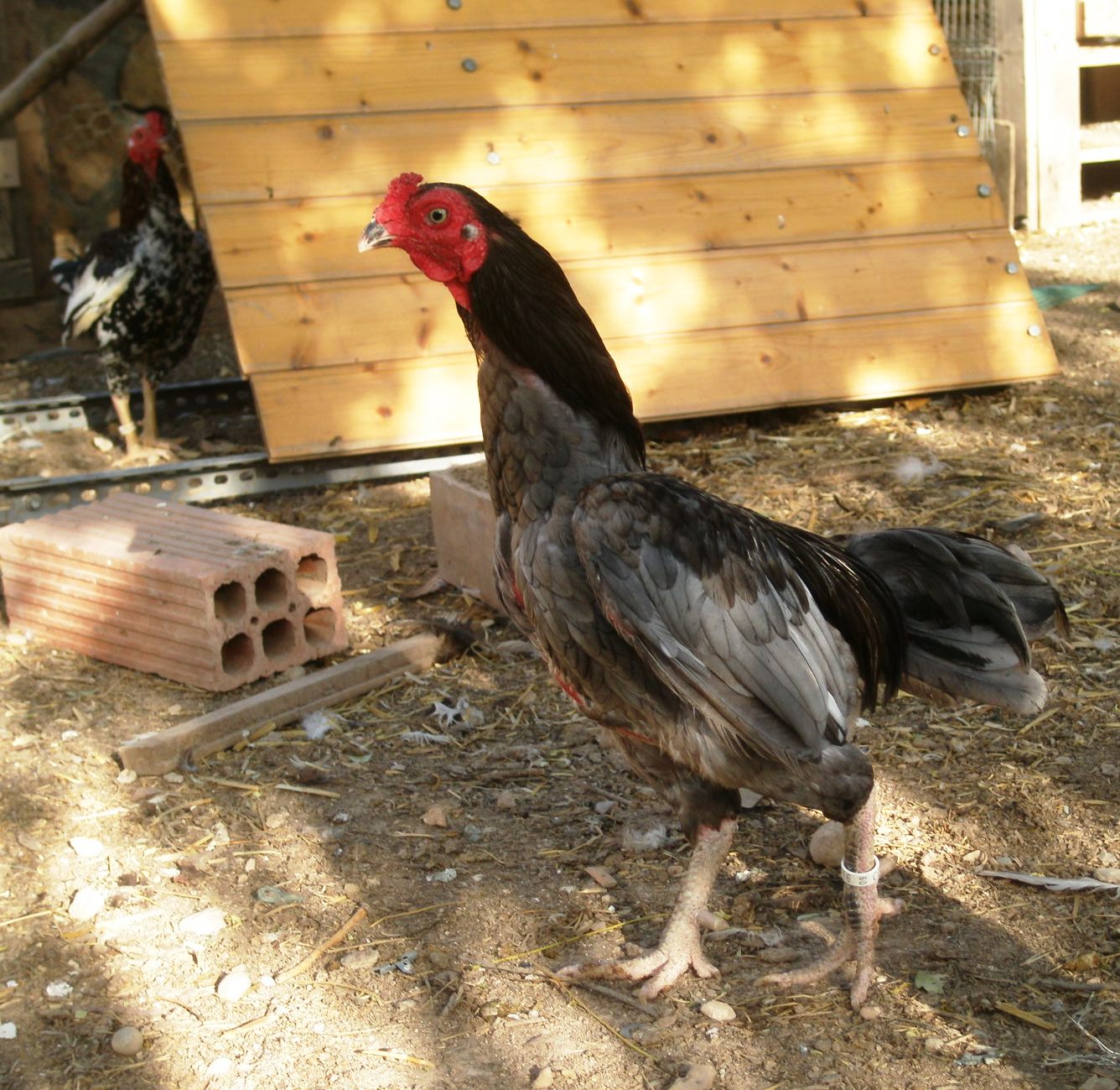 Finca Quercus: Animales que crio