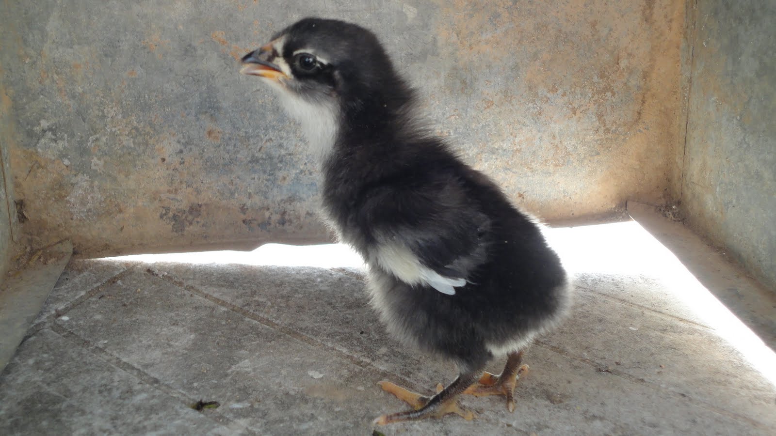 Finca Quercus: ¡¡Pollitos y más pollitos!!