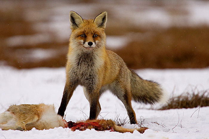 Lesista strona lasu: Lisy