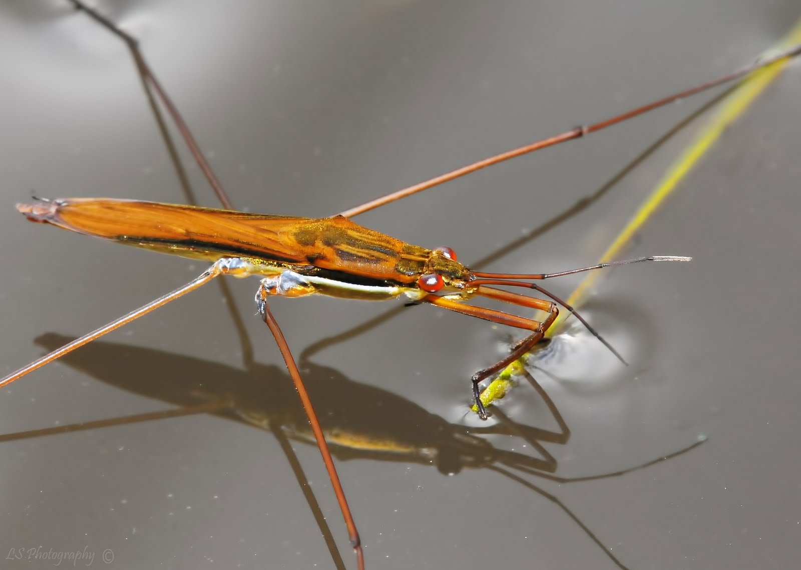 BugsRodsnPhotography: Water Skeeters