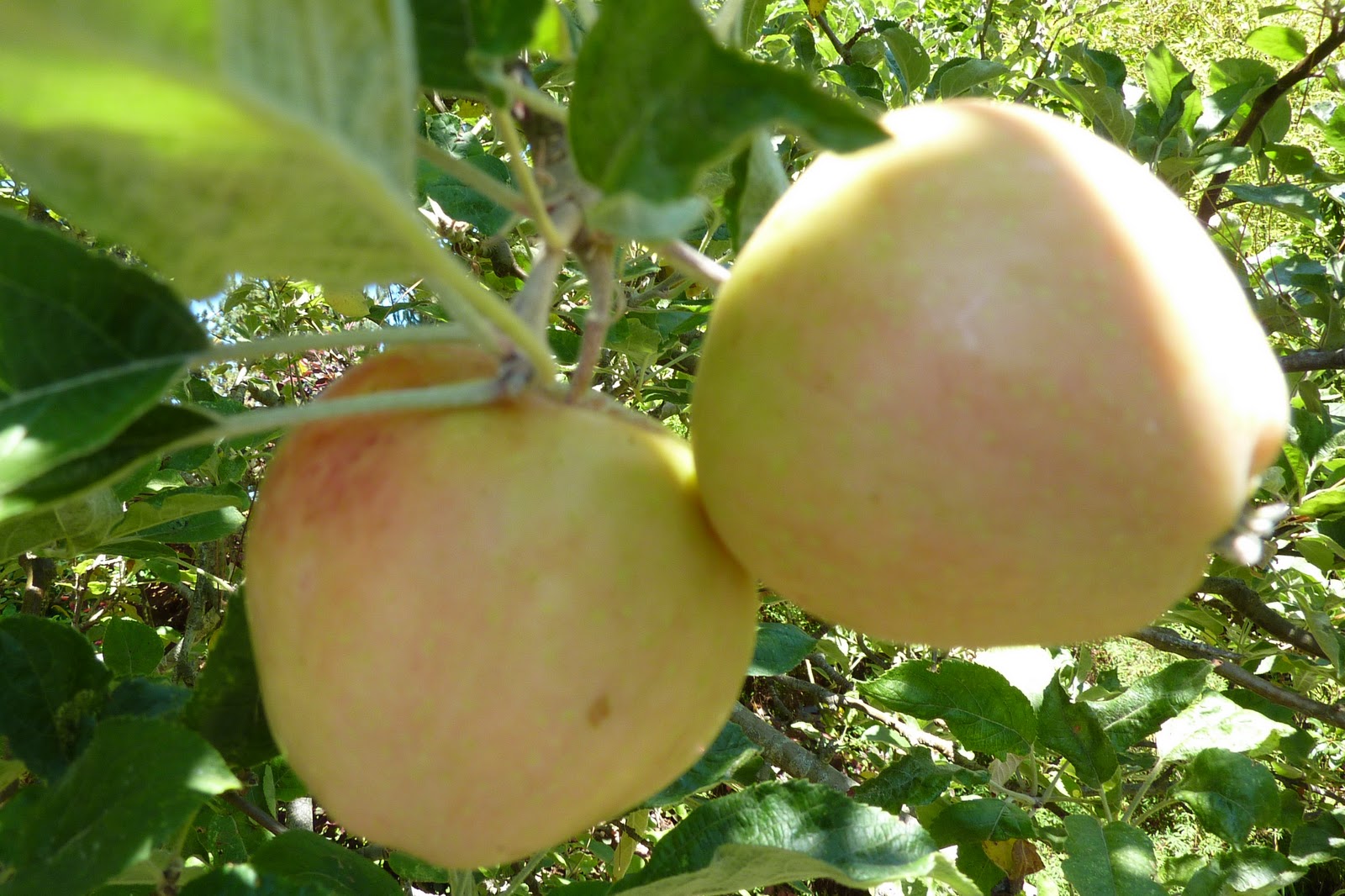 BE-ing Rooted: a Practice in Essential Living: Carpenter Bees and Pink ...