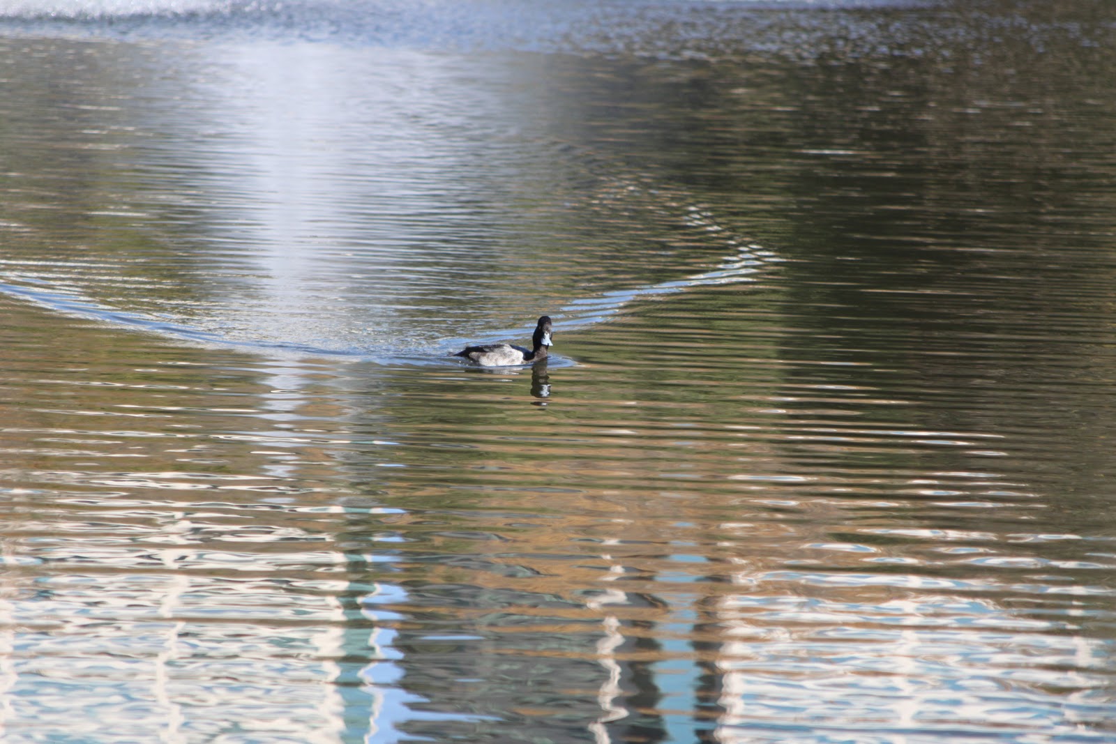 Kian Caplan Photography: A Duck Pound