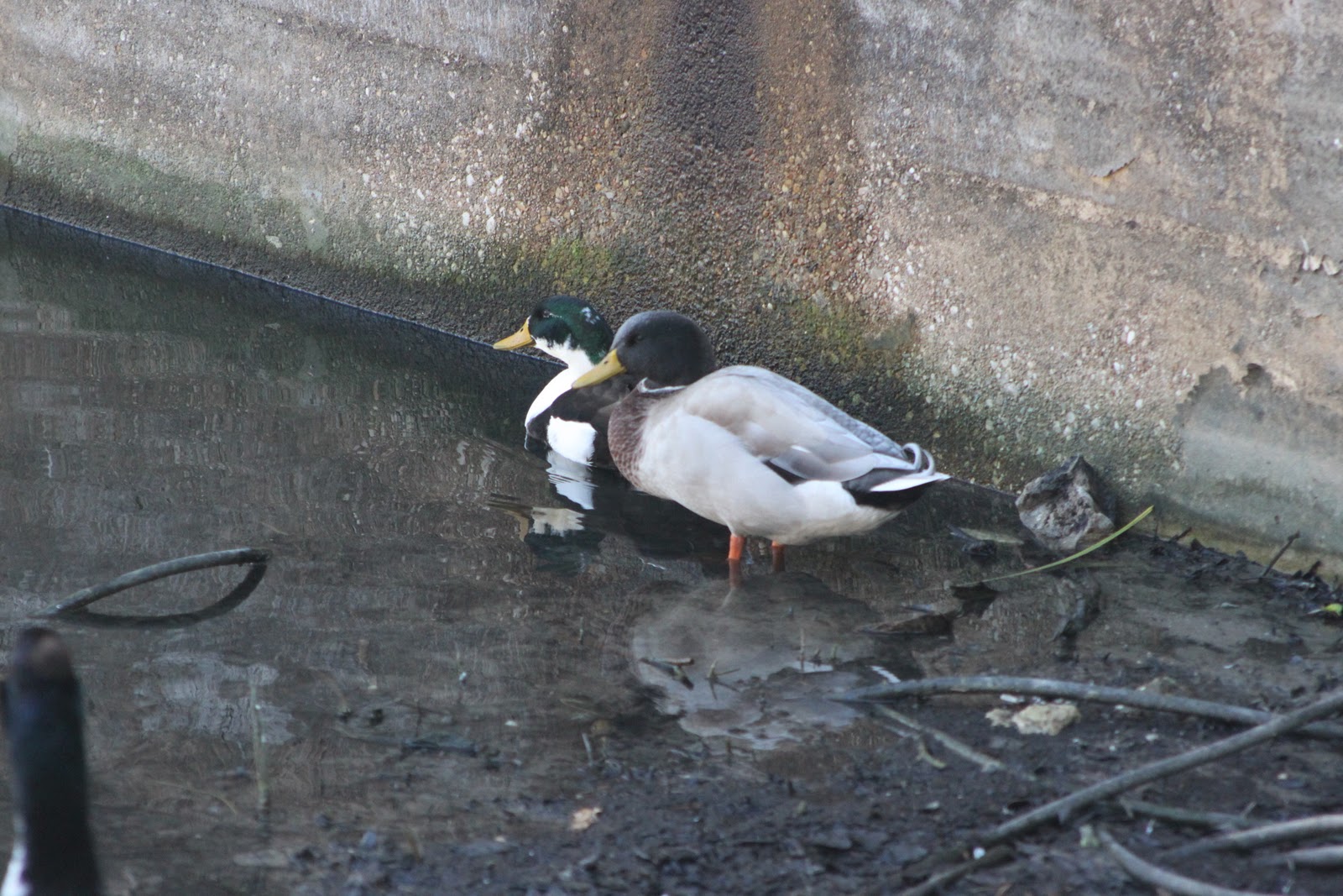 Kian Caplan Photography: A Duck Pound