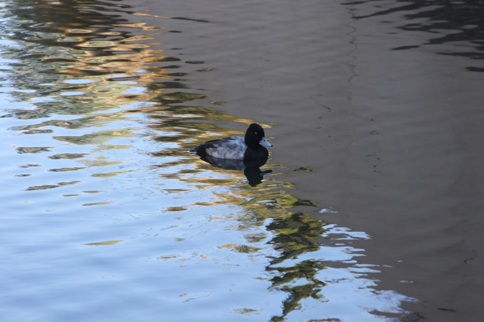 Kian Caplan Photography: A Duck Pound