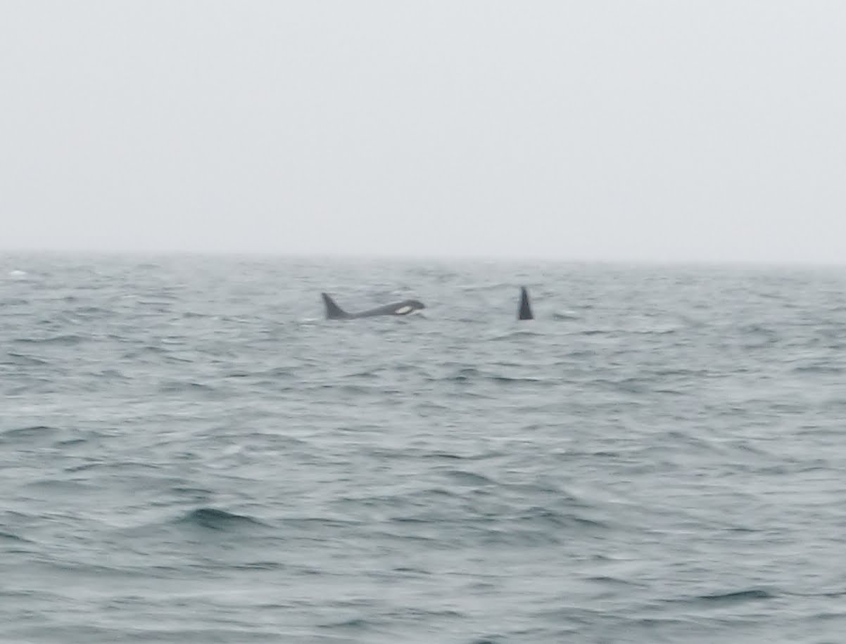 Blog for GSE trip 2010 to North America: Day 12 - Triangle Island ...