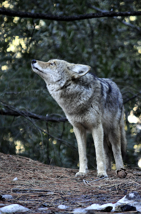 Woodland Shoppers Paradise: Yosemite in Winter - 3 of 3