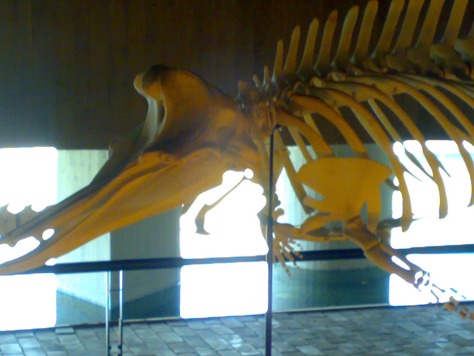 Orcinus orcas: ESQUELETOS DE MAMÍFEROS MARINOS