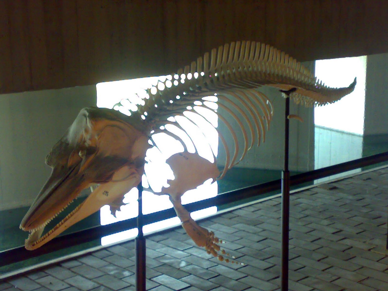 Orcinus orcas: ESQUELETOS DE MAMÍFEROS MARINOS