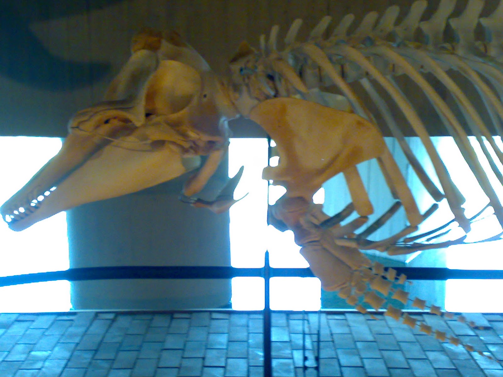 Orcinus orcas: ESQUELETOS DE MAMÍFEROS MARINOS