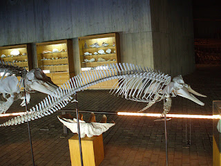 Orcinus orcas: ESQUELETOS DE MAMÍFEROS MARINOS