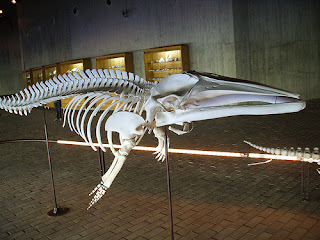 Orcinus orcas: ESQUELETOS DE MAMÍFEROS MARINOS