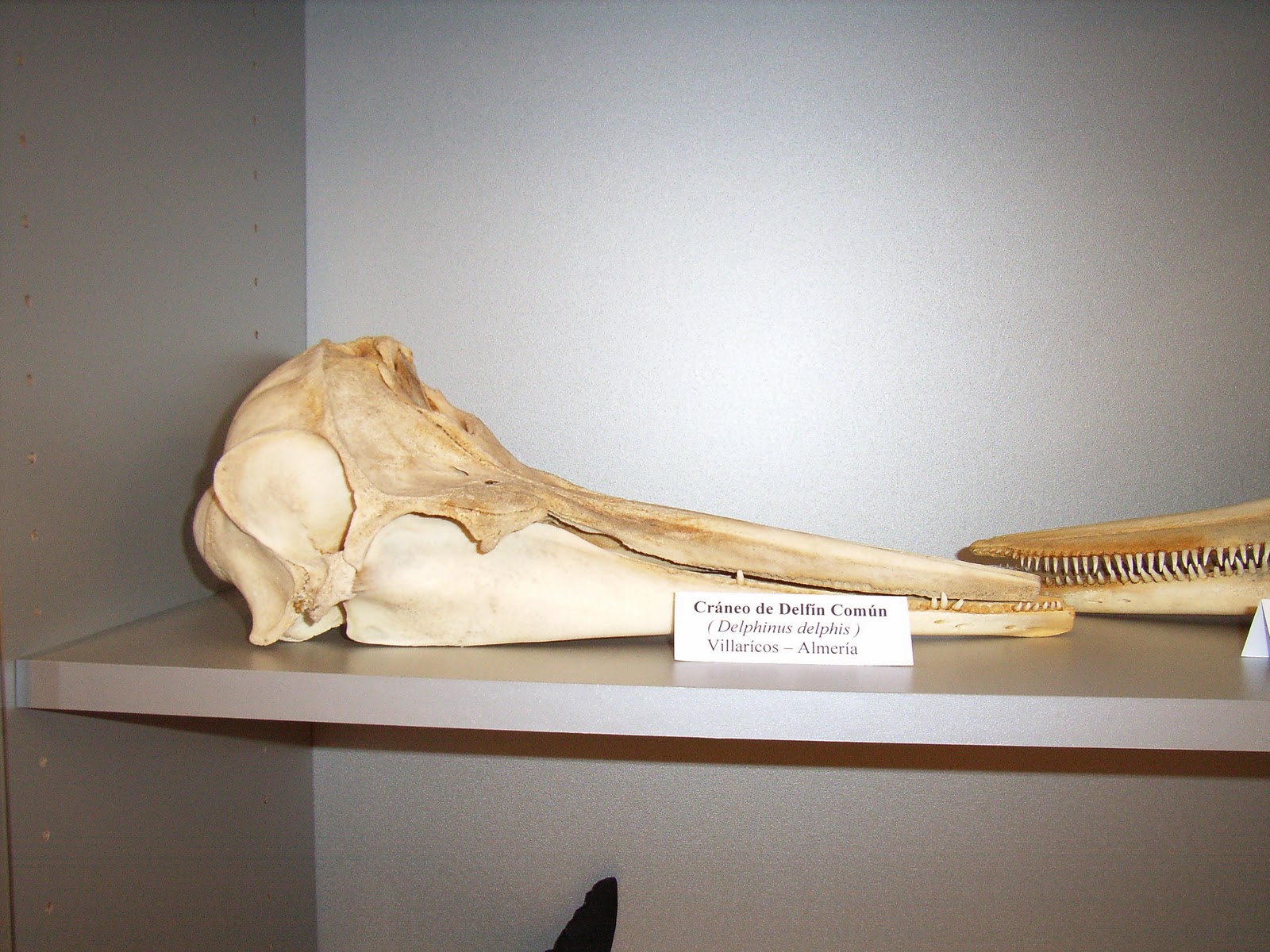 Orcinus orcas: ESQUELETOS DE MAMÍFEROS MARINOS