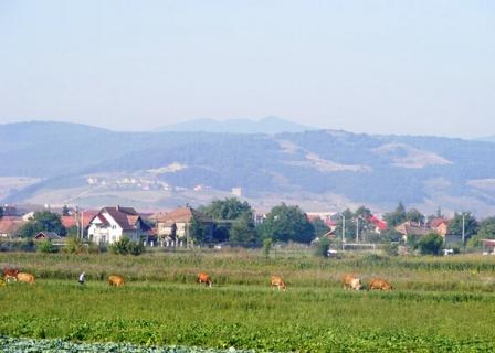 ECONOMIE SI COMERT | Comuna FLORESTI