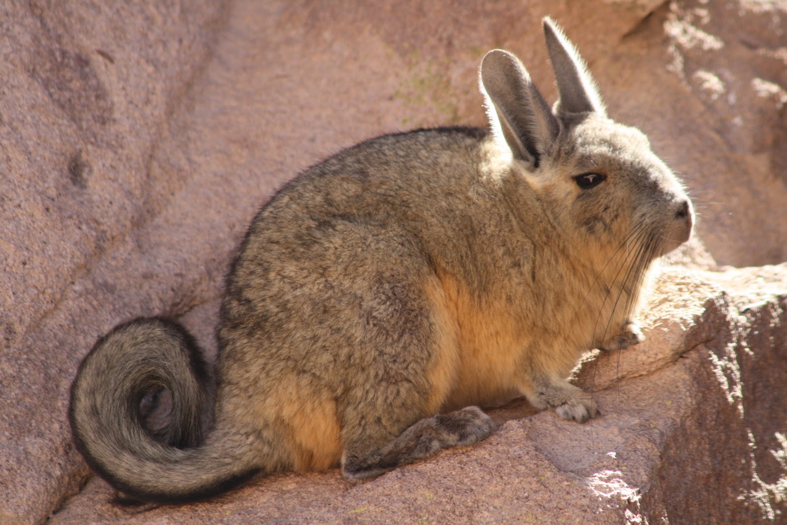 Viscacha Side | Animal References | Pinterest