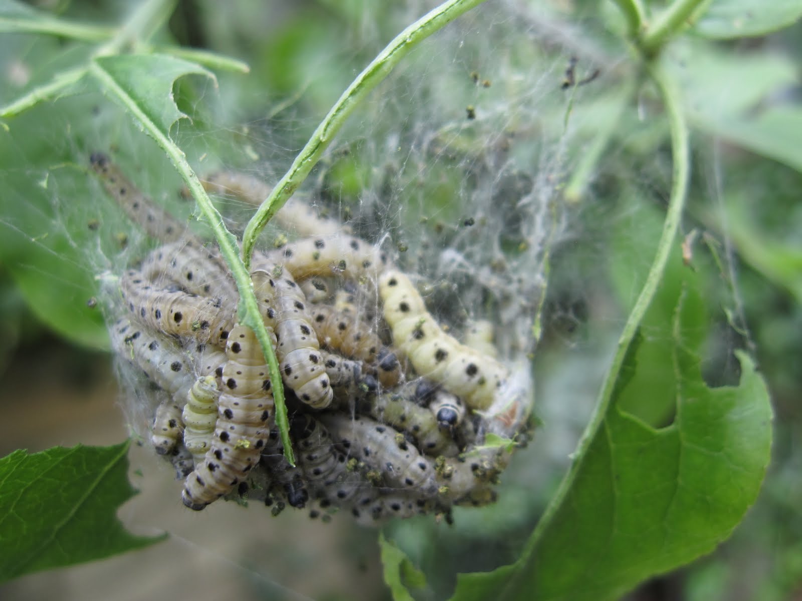 Abington Naturewatch: Spindle Ermine moth caterpillars