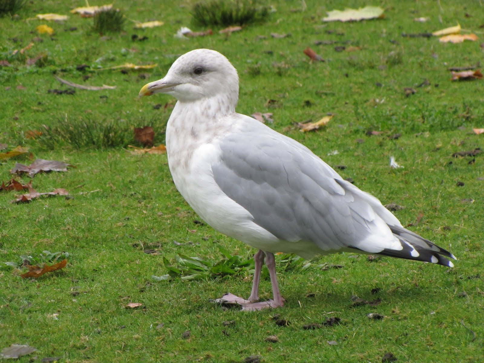 Portland Birder: Thayer's Gull
