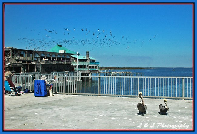 Cedar Key (Florida) Photos: The new pier at Cedar Key