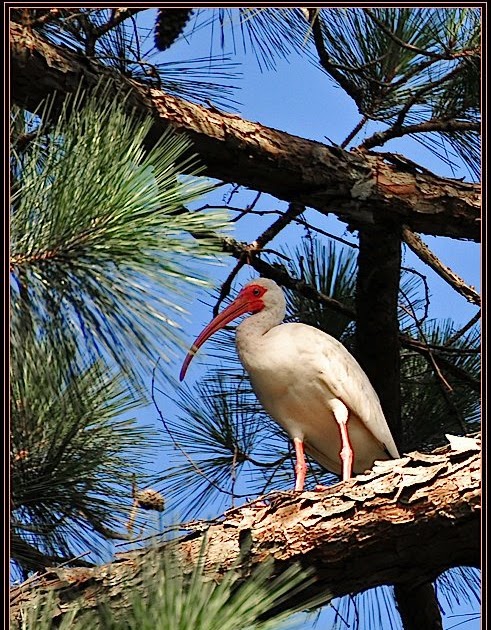 Ocala & Central Florida Photos: Birds in a tree